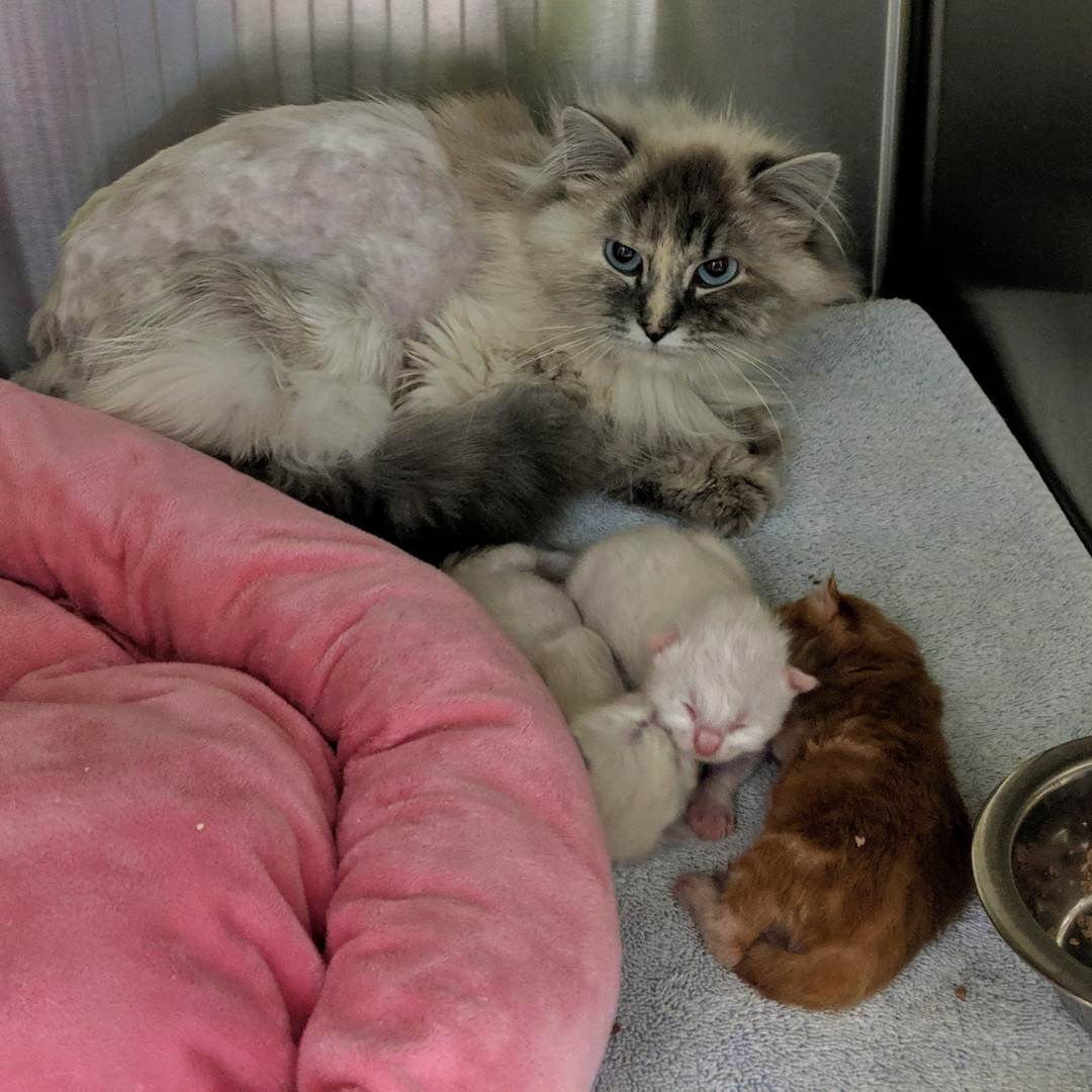 Foster a Pet – Central Alberta Humane Society