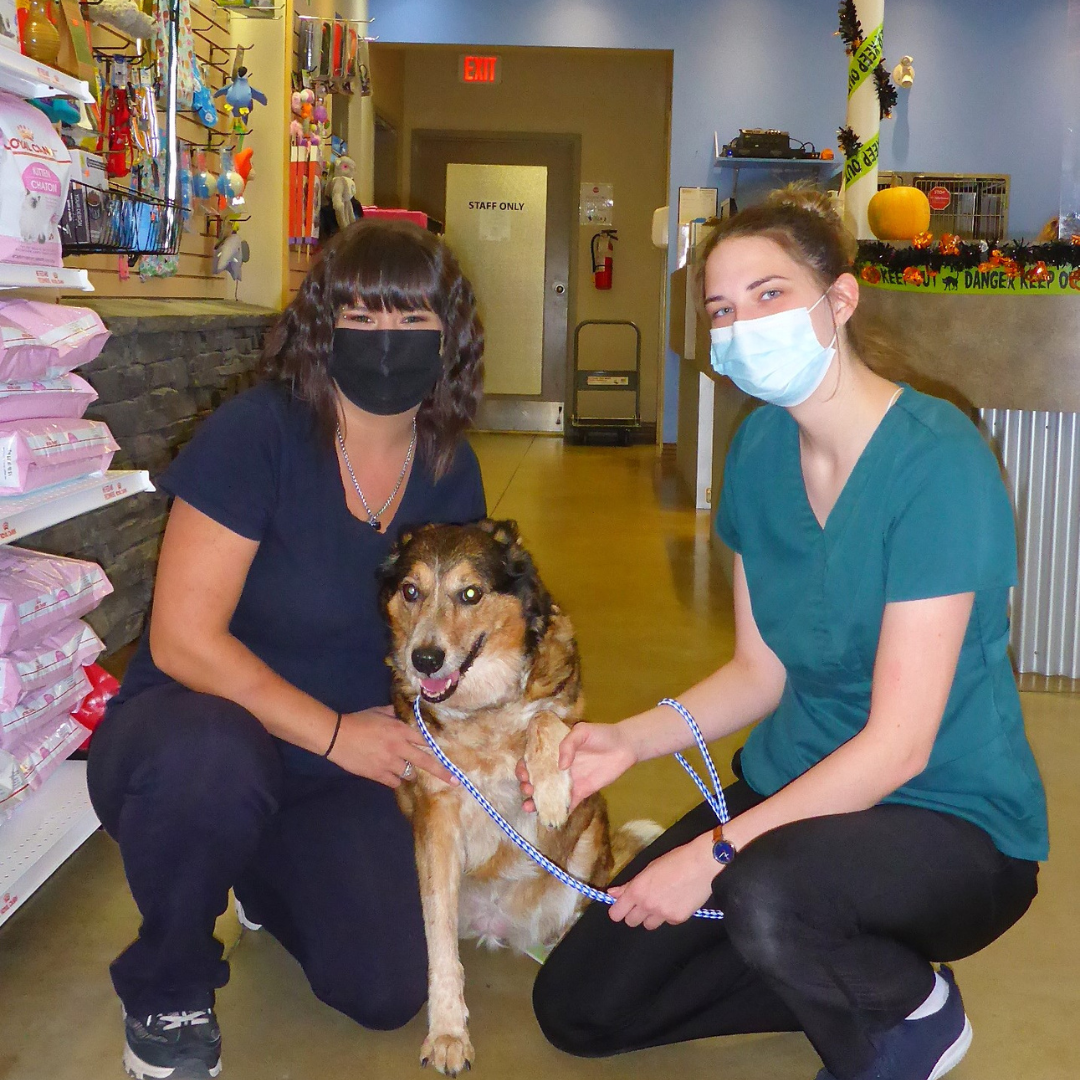 Foster a Pet – Central Alberta Humane Society