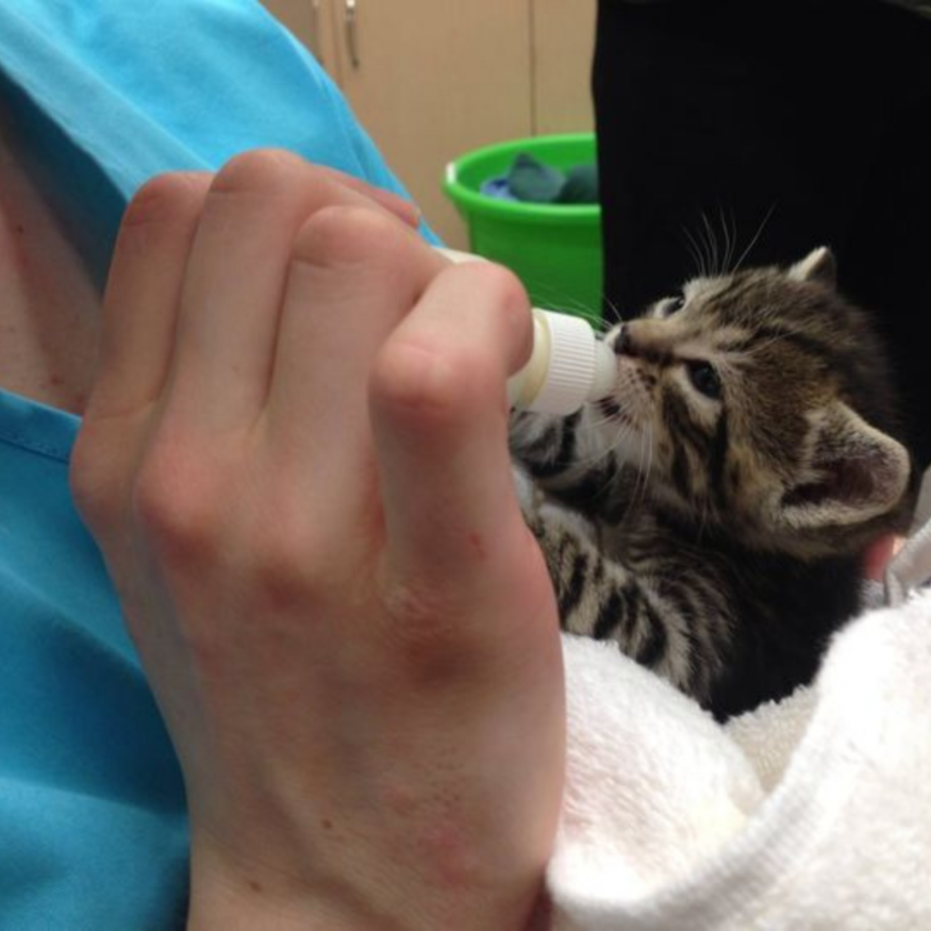 Foster a Pet – Central Alberta Humane Society