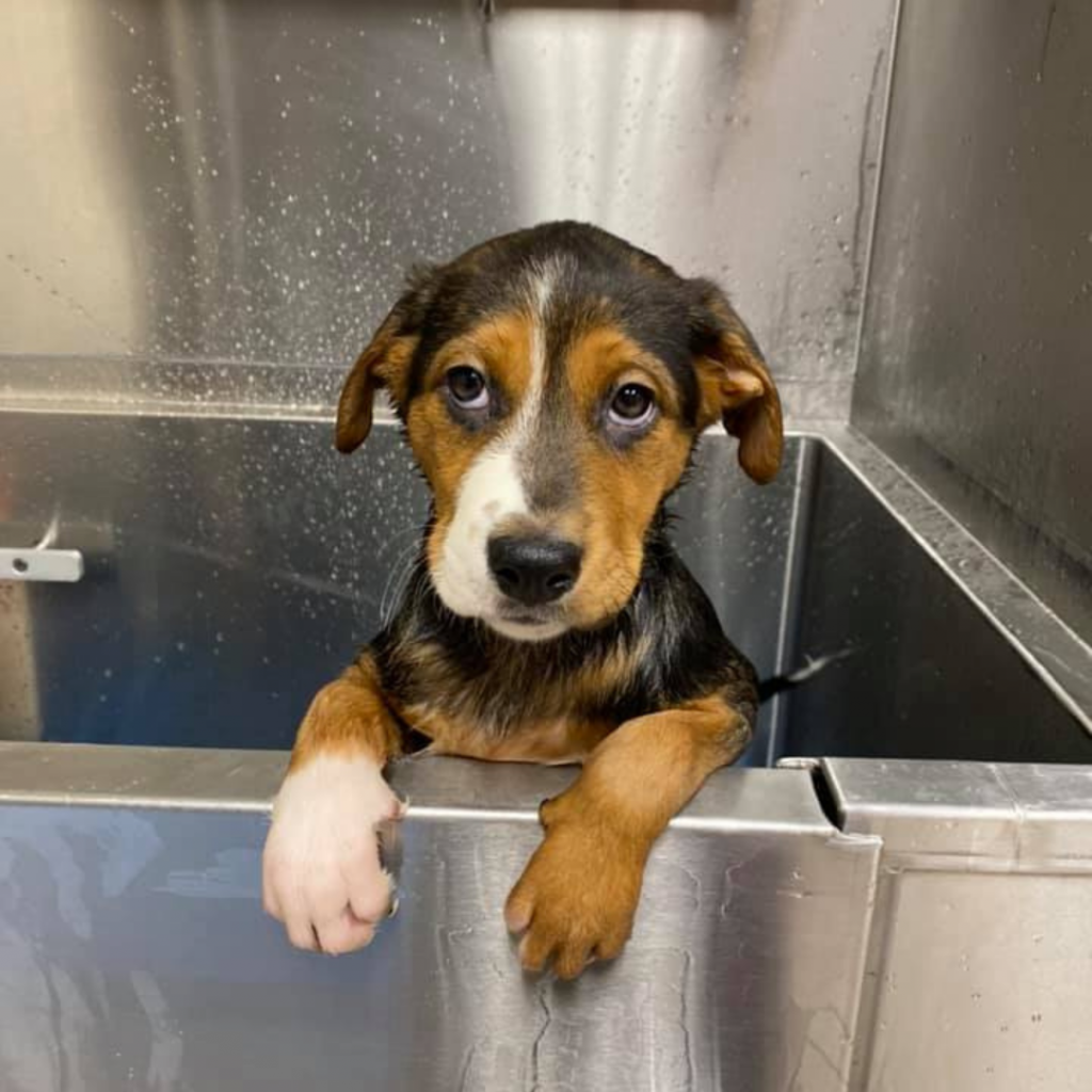 Foster a Pet – Central Alberta Humane Society