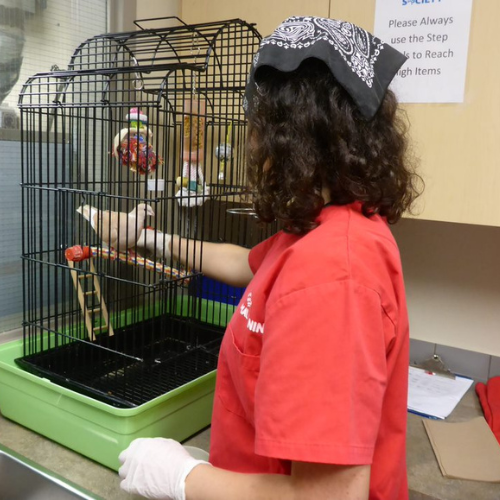 Ready to Adopt? – Central Alberta Humane Society