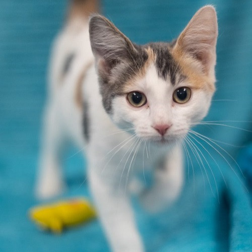 Cats Available For Adoption - Central Alberta Humane Society