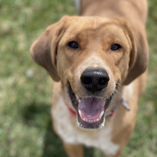 Dogs Available For Adoption - Central Alberta Humane Society