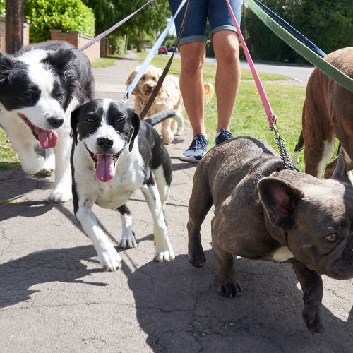 Become a CA Humane Member - Central Alberta Humane Society