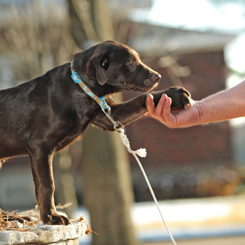Animal Surrender – Central Alberta Humane Society
