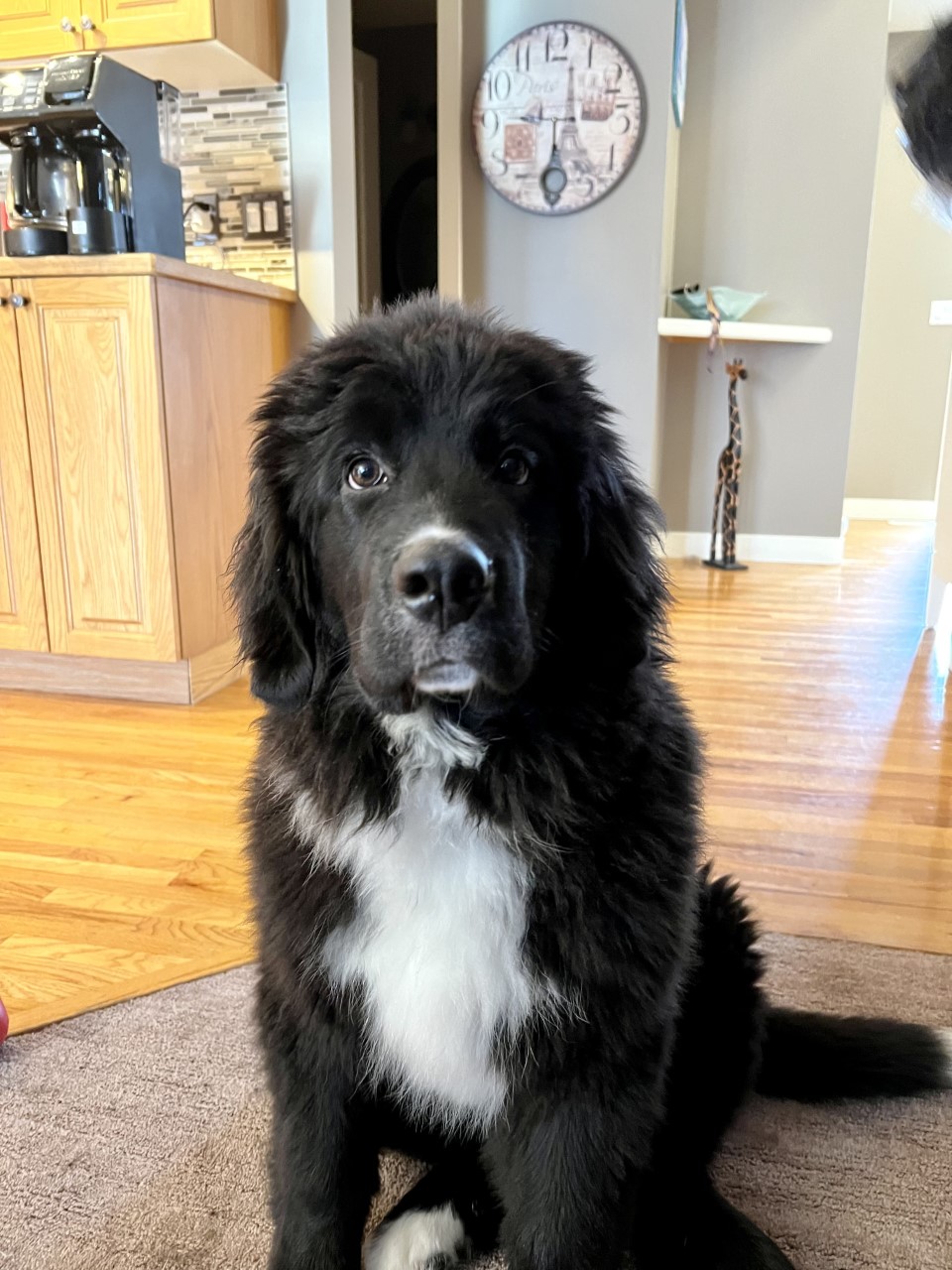 Gracie Lou – Central Alberta Humane Society