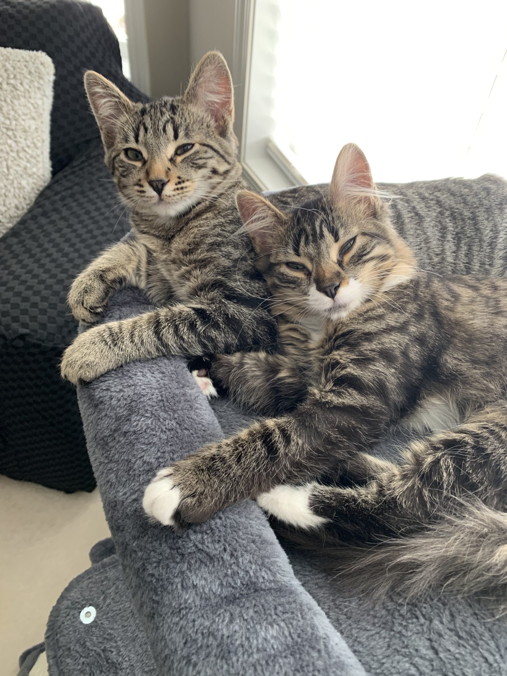 Bug & Bandit – Central Alberta Humane Society