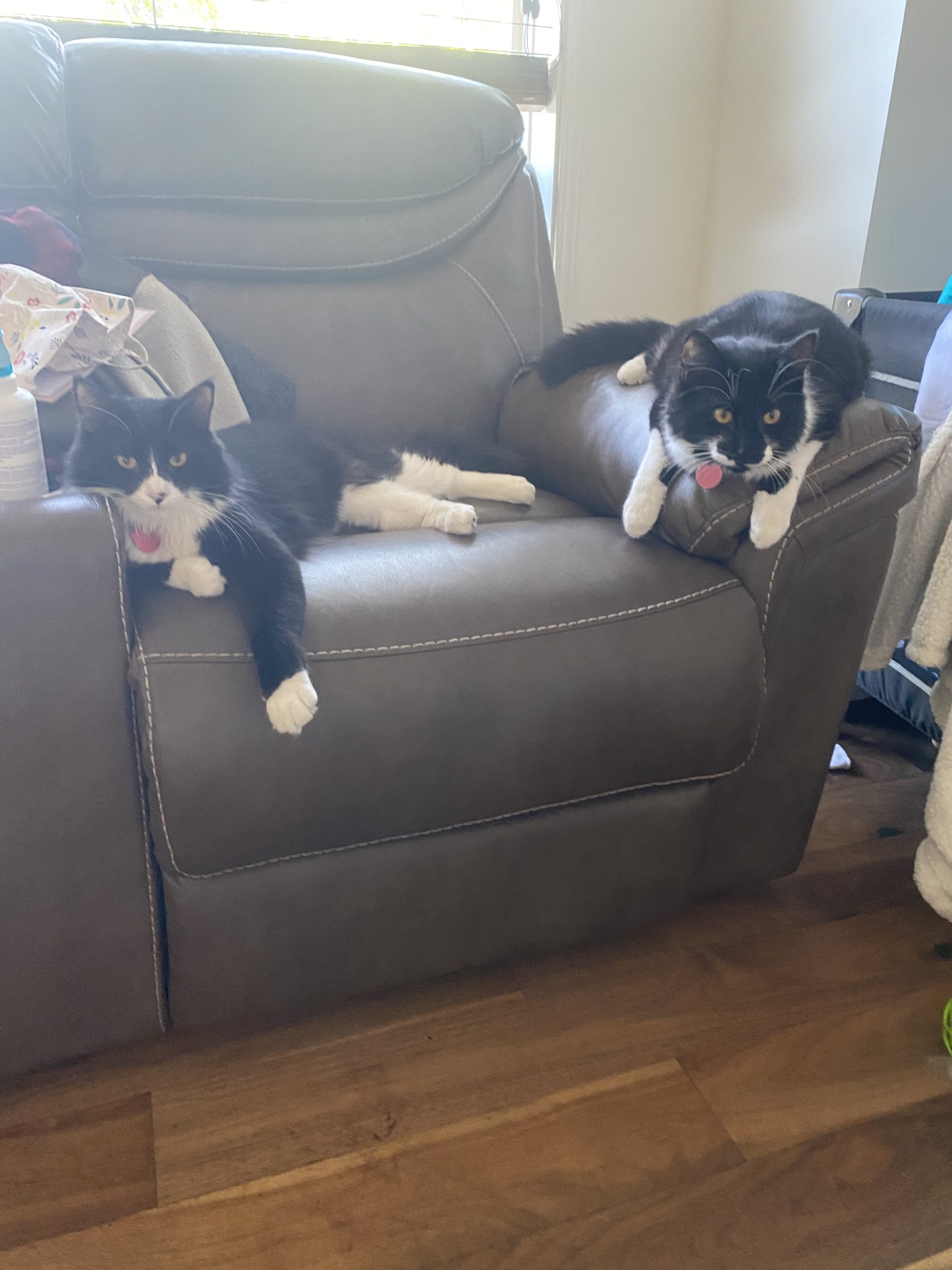 Clara & Stash – Central Alberta Humane Society