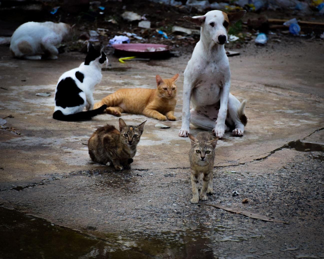 Low Income Services – Central Alberta Humane Society