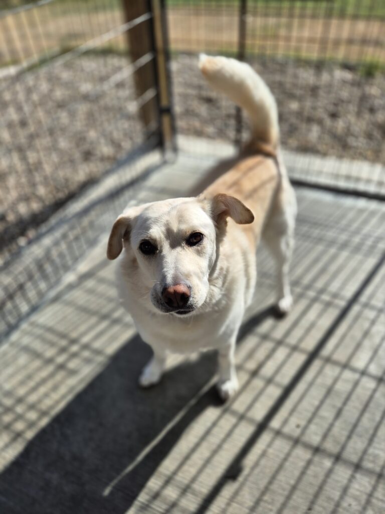 Available Cats/Dogs – Central Alberta Humane Society