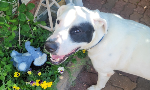 Four Steps To Taming Feral Cats – Central Alberta Humane Society